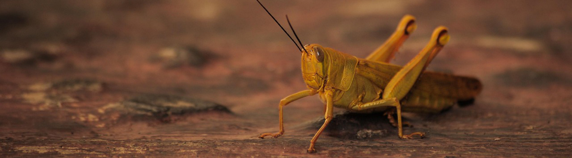 International Bible scholars attend conference on Apocalyptic ...