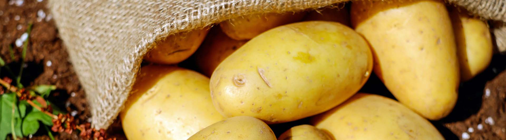 University of the Free State