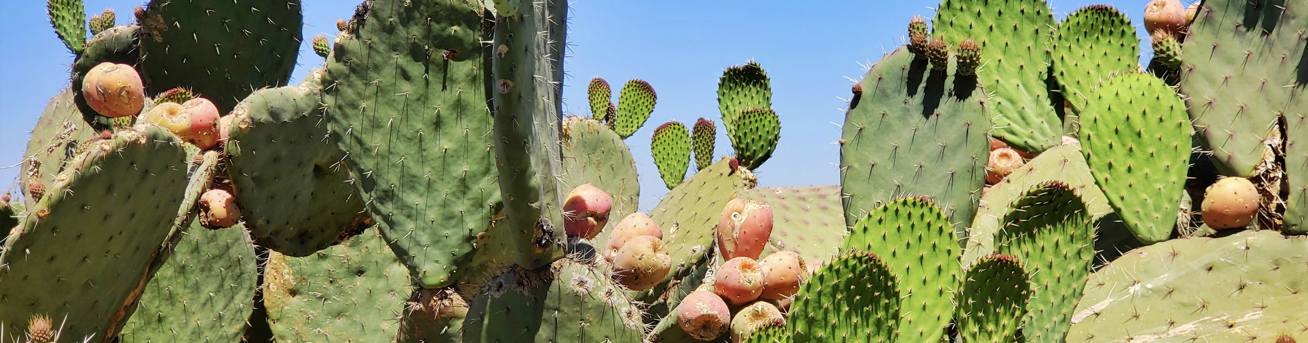 Cactus Pear Research
