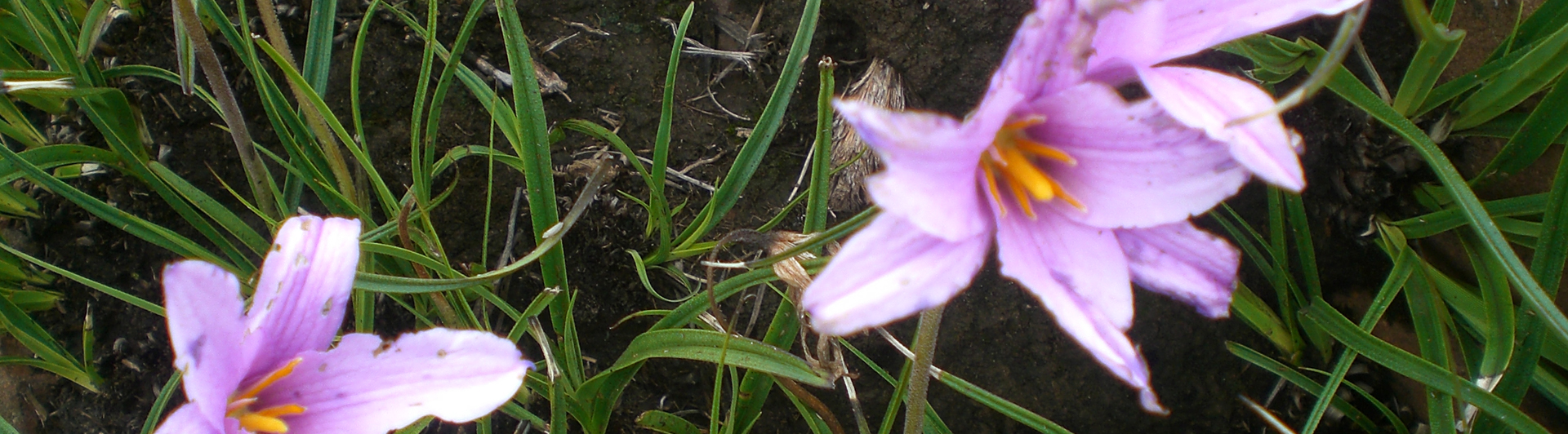 Afromontane Research Unit