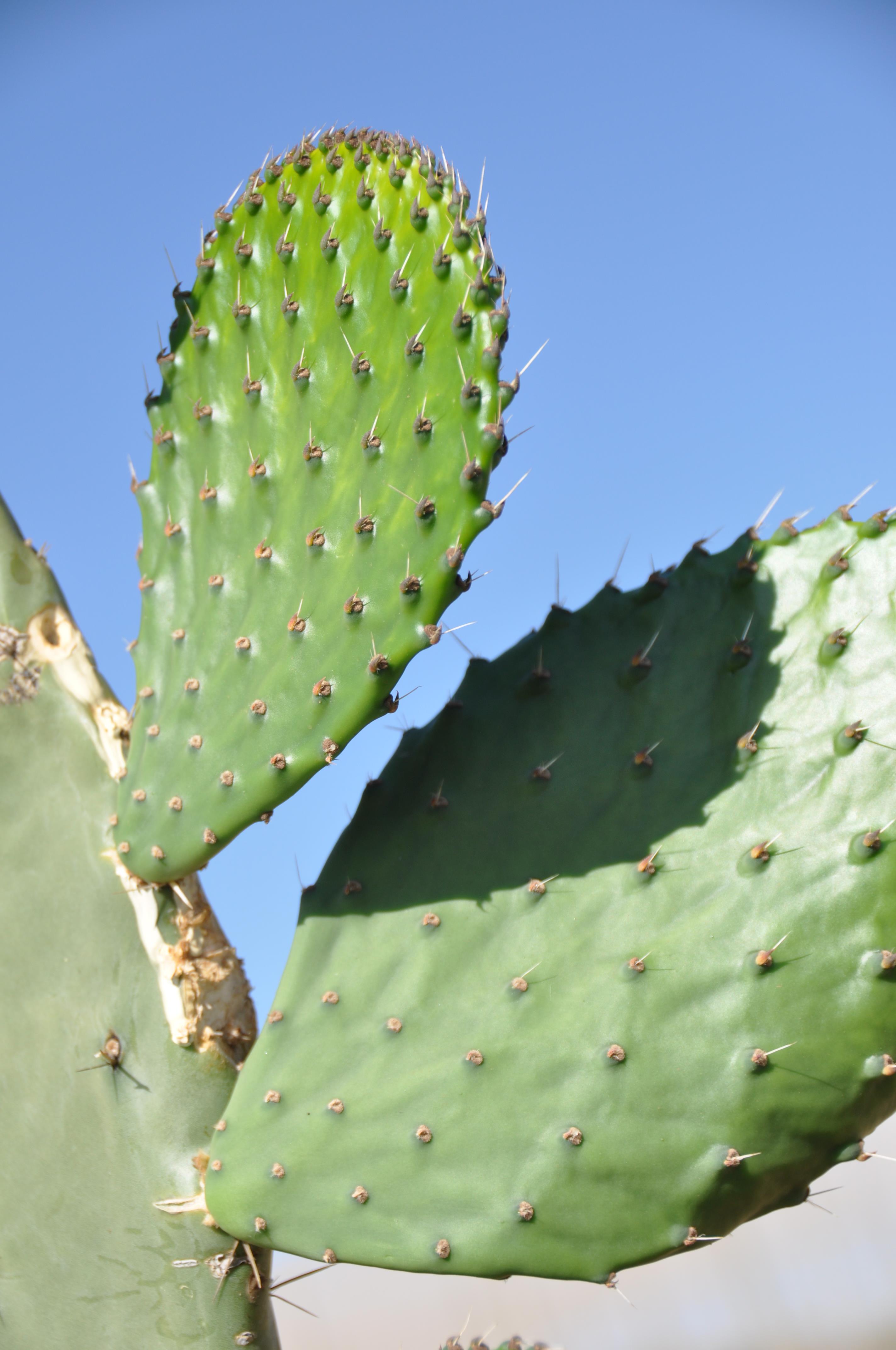 Peeling Nopalitos
